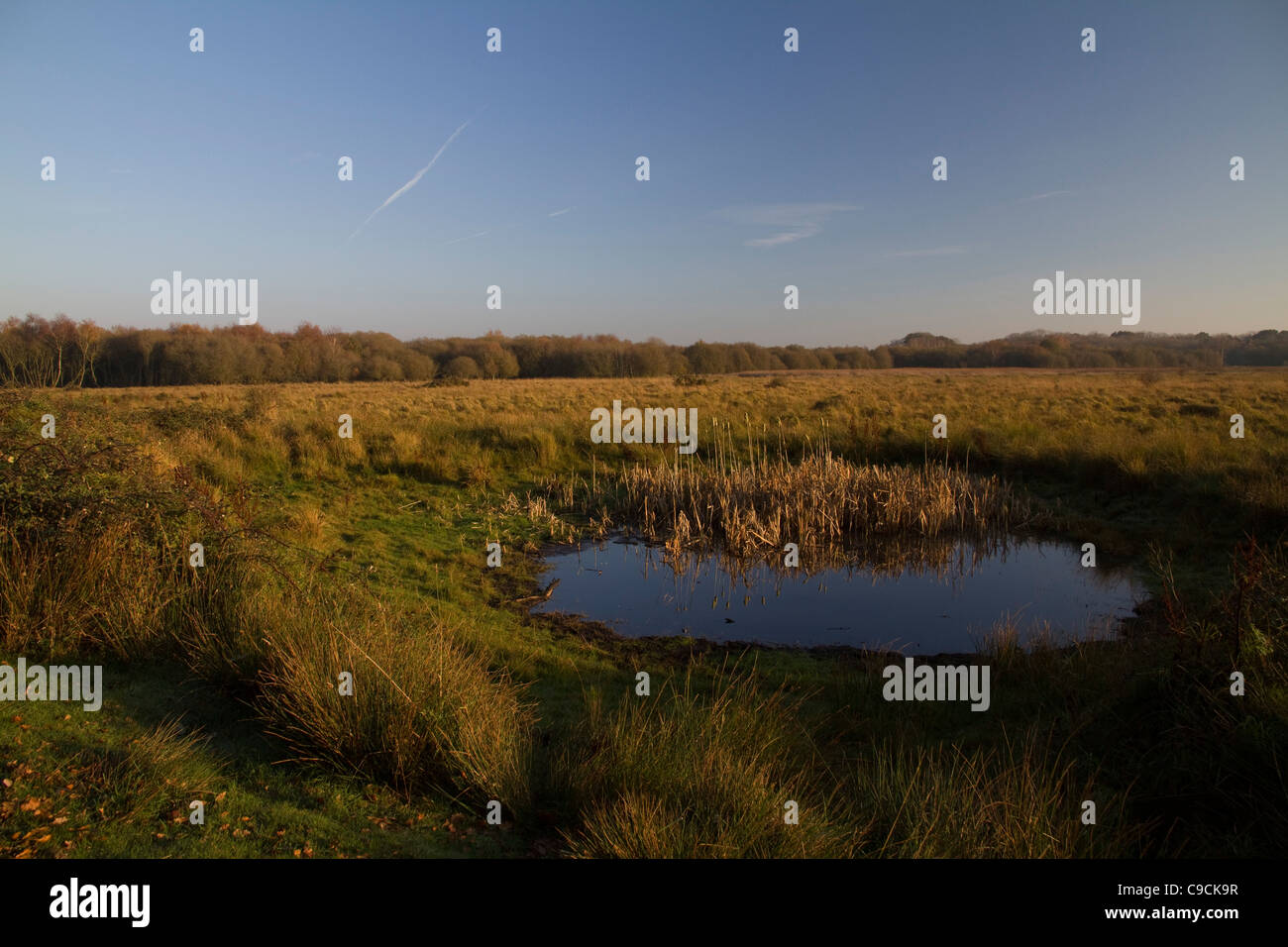 Bulrushes are reflected in a small pond under bright autumn skies at ...