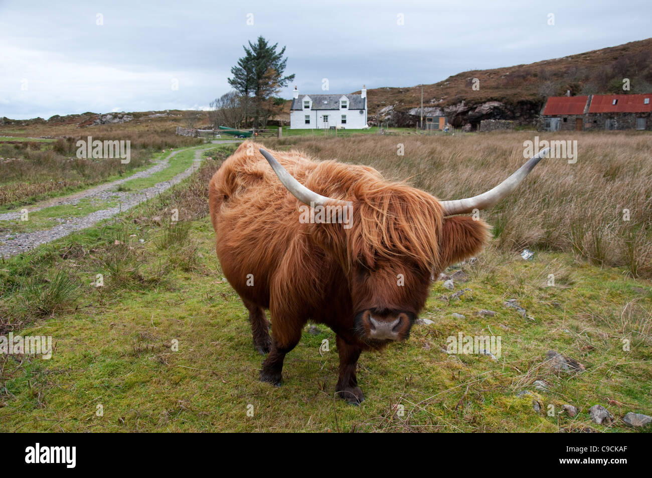 A Highland Bull in Tokavaig on the Isle of Skye, Scotland UK Stock ...