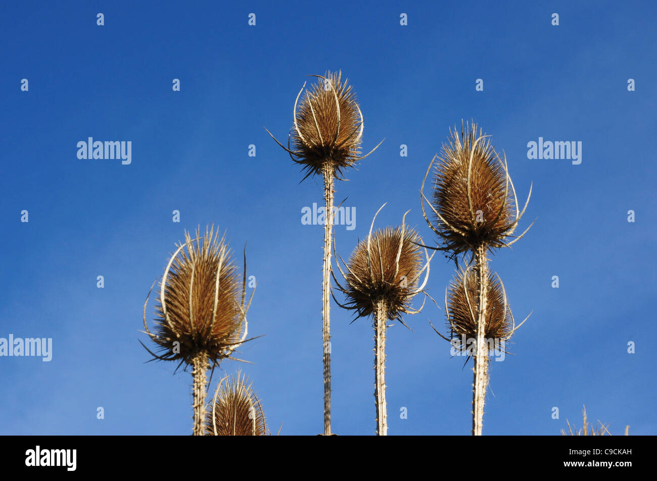 Dried teasel plants hi-res stock photography and images - Alamy