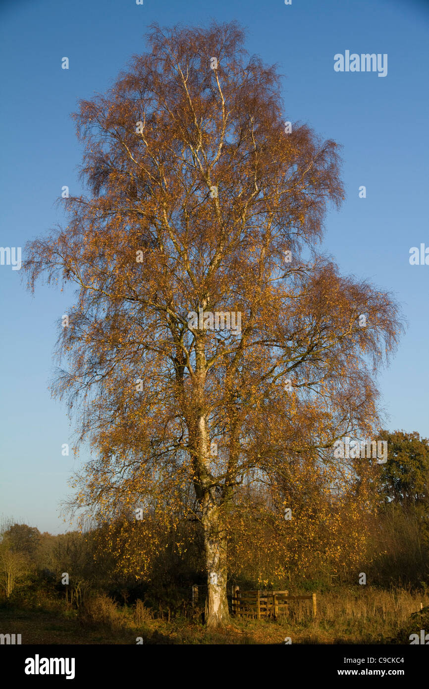 An autumn birch tree stands bathed in golden late afternoon sunlight at ...