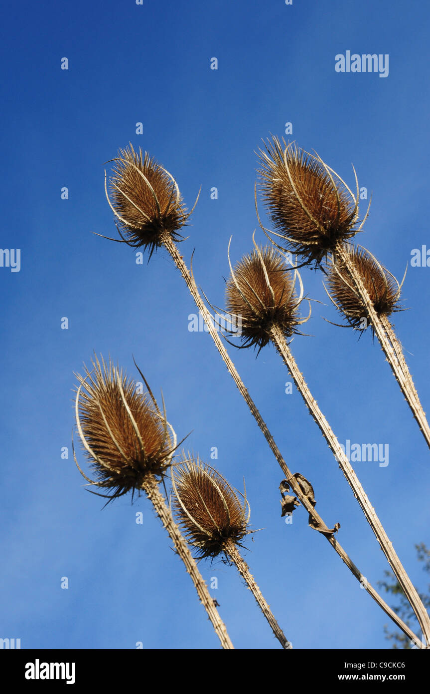 Dried teasel heads and blue sky in English countryside Stock Photo - Alamy