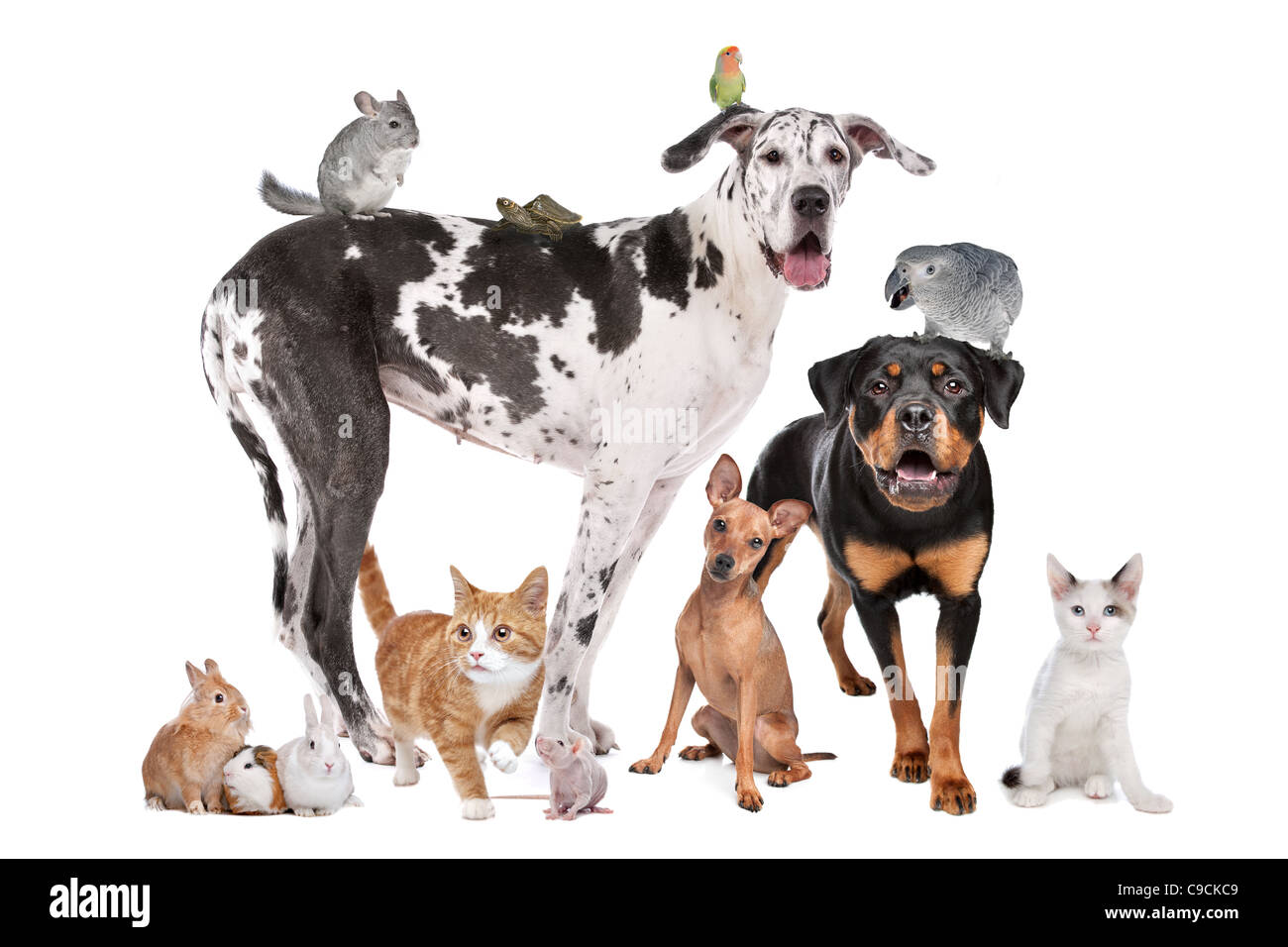 Dogs cats birds Cut Out Stock Images & Pictures - Alamy
