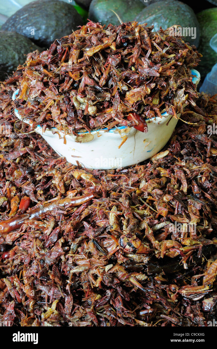 Mexico, Oaxaca, Dried chapulines or grasshoppers Stock Photo - Alamy