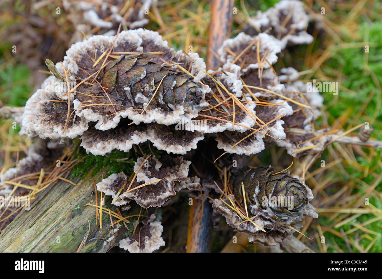 Natural fungi patterns hi-res stock photography and images - Alamy