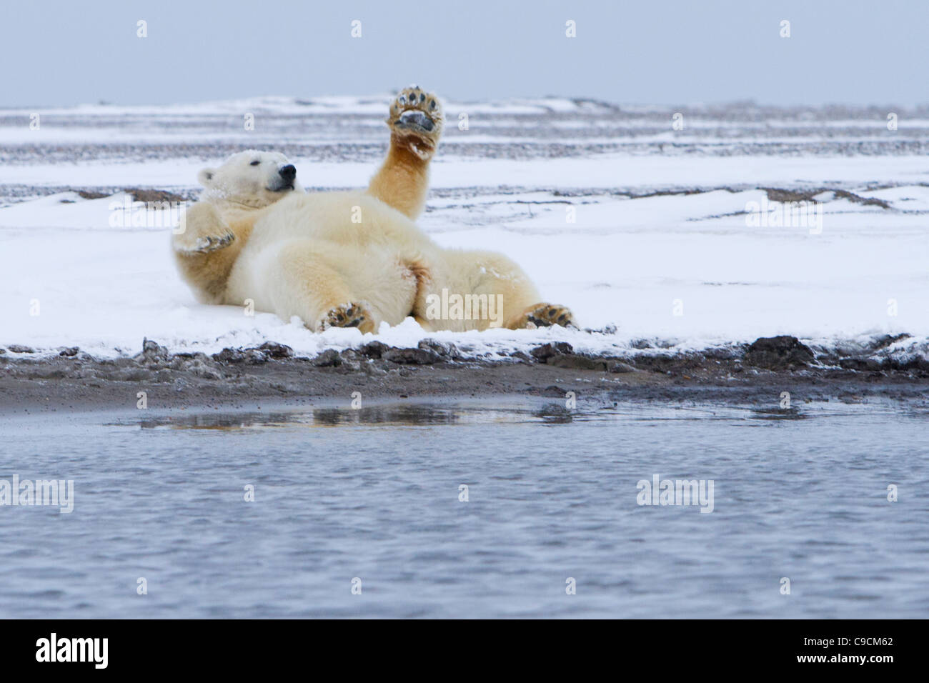 Bear cub lying on back hi-res stock photography and images - Alamy