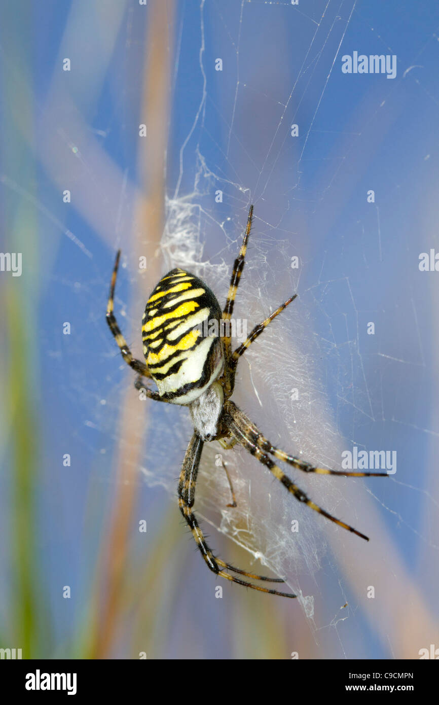 Wasp Spider; Argiope bruennichi; on web; Cornwall; UK Stock Photo - Alamy