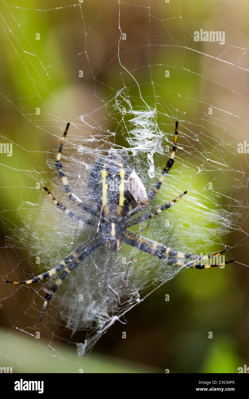 Wasp Spider; Argiope bruennichi; on web with prey; Cornwall; UK Stock ...