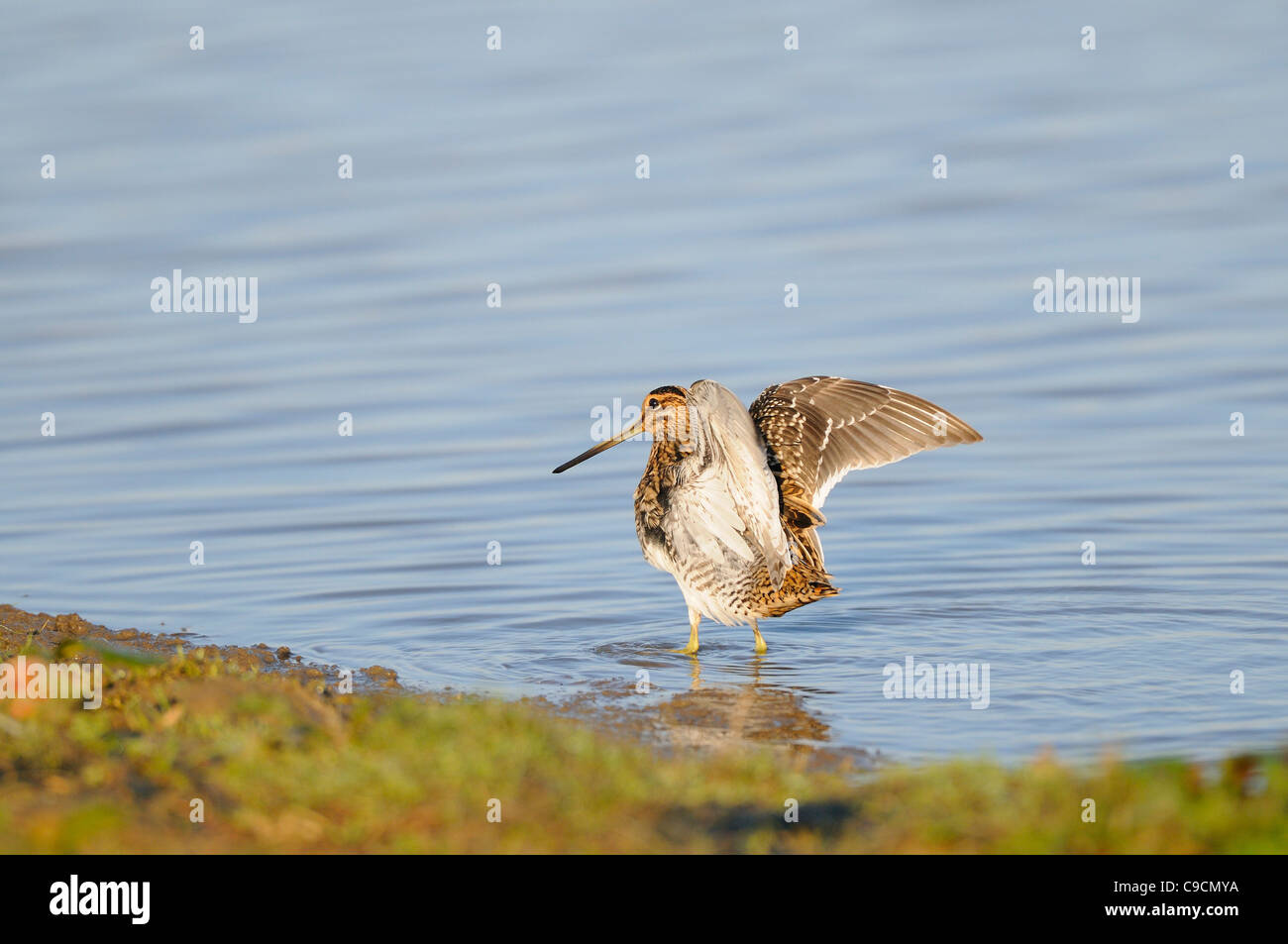 Shooting birds and wildlife hi-res stock photography and images - Alamy