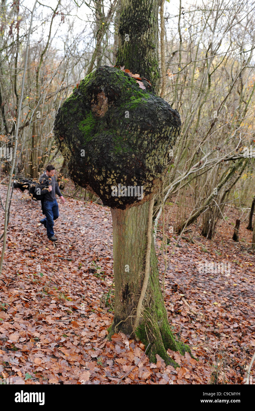 Tree burr hi-res stock photography and images - Alamy