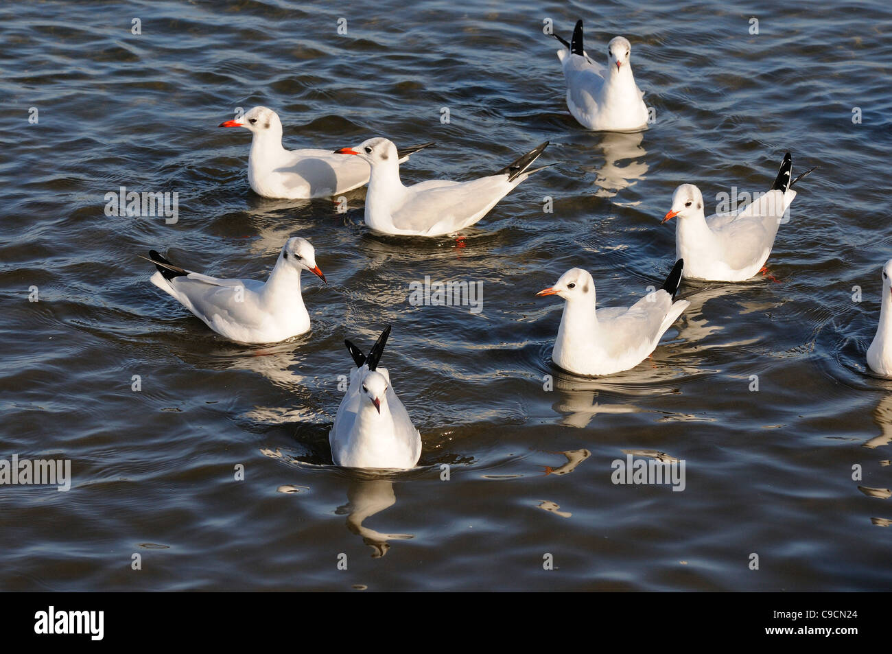 Black Headed gulls, larus ridibundus, seven birds on water Stock Photo ...