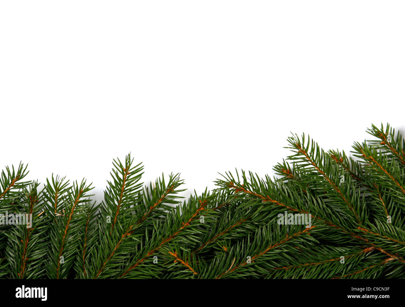 The green twigs of the spruce Stock Photo - Alamy