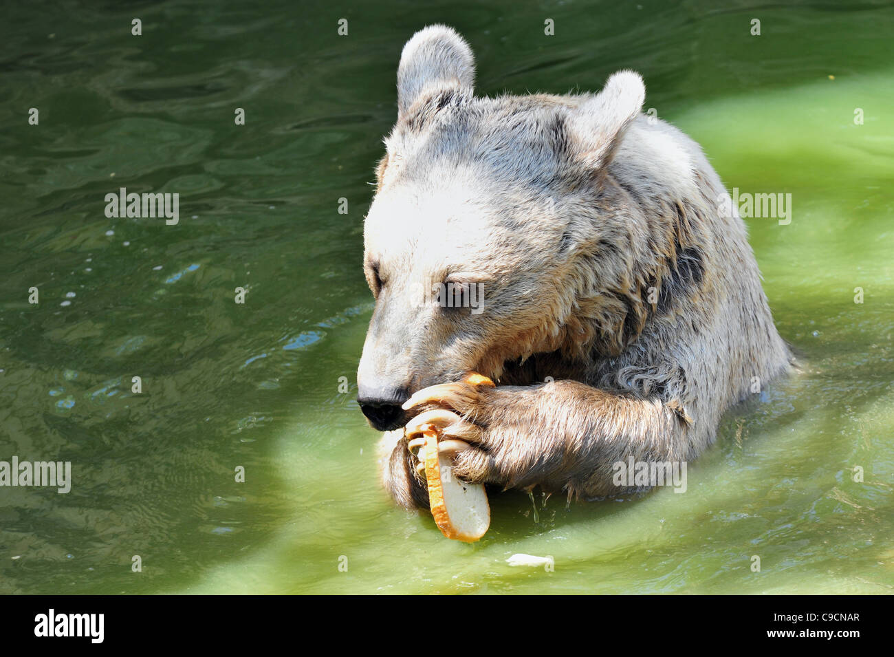 Bear Claw Wood High Resolution Stock Photography and Images - Alamy