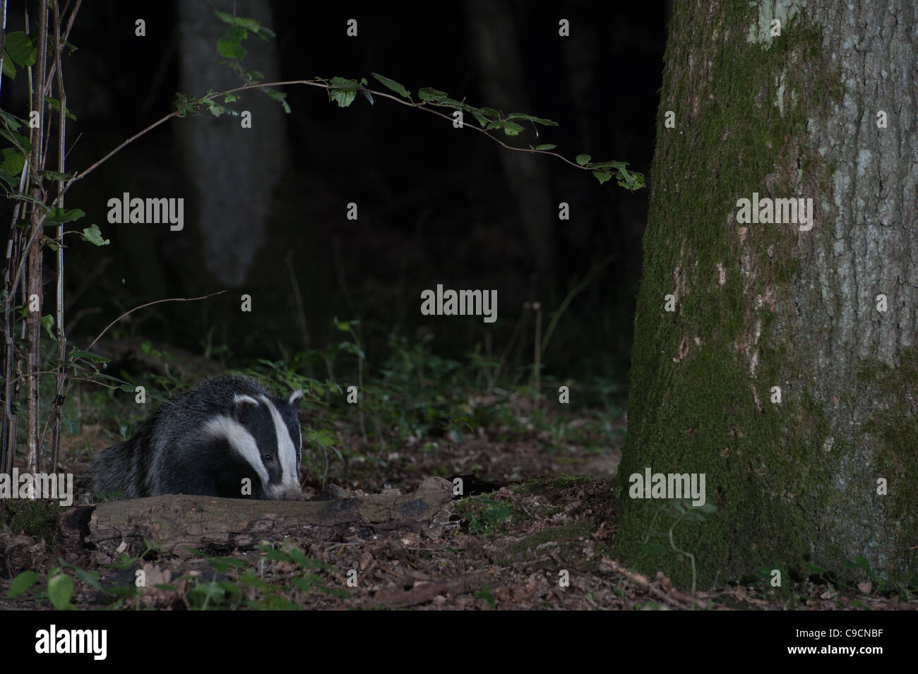 Badger Night High Resolution Stock Photography and Images - Alamy