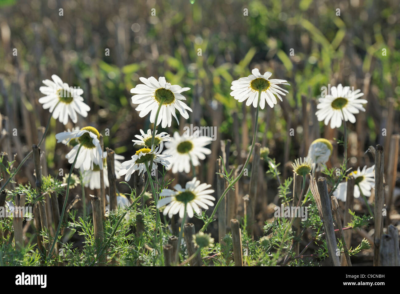Arable weed, Scentless Mayweed, matricaria perforata, growing on ...