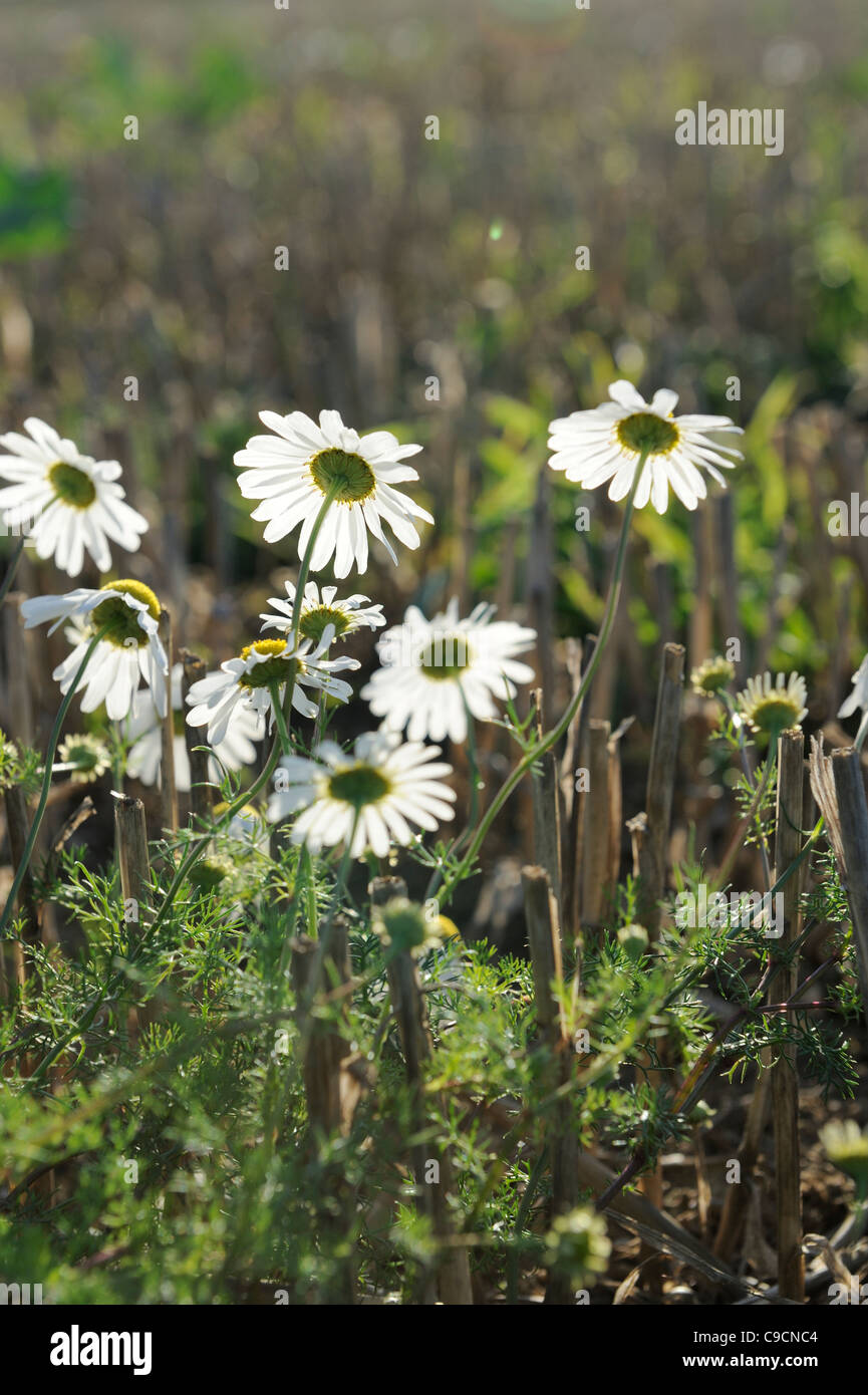 Arable weed, Scentless Mayweed, matricaria perforata, growing on ...