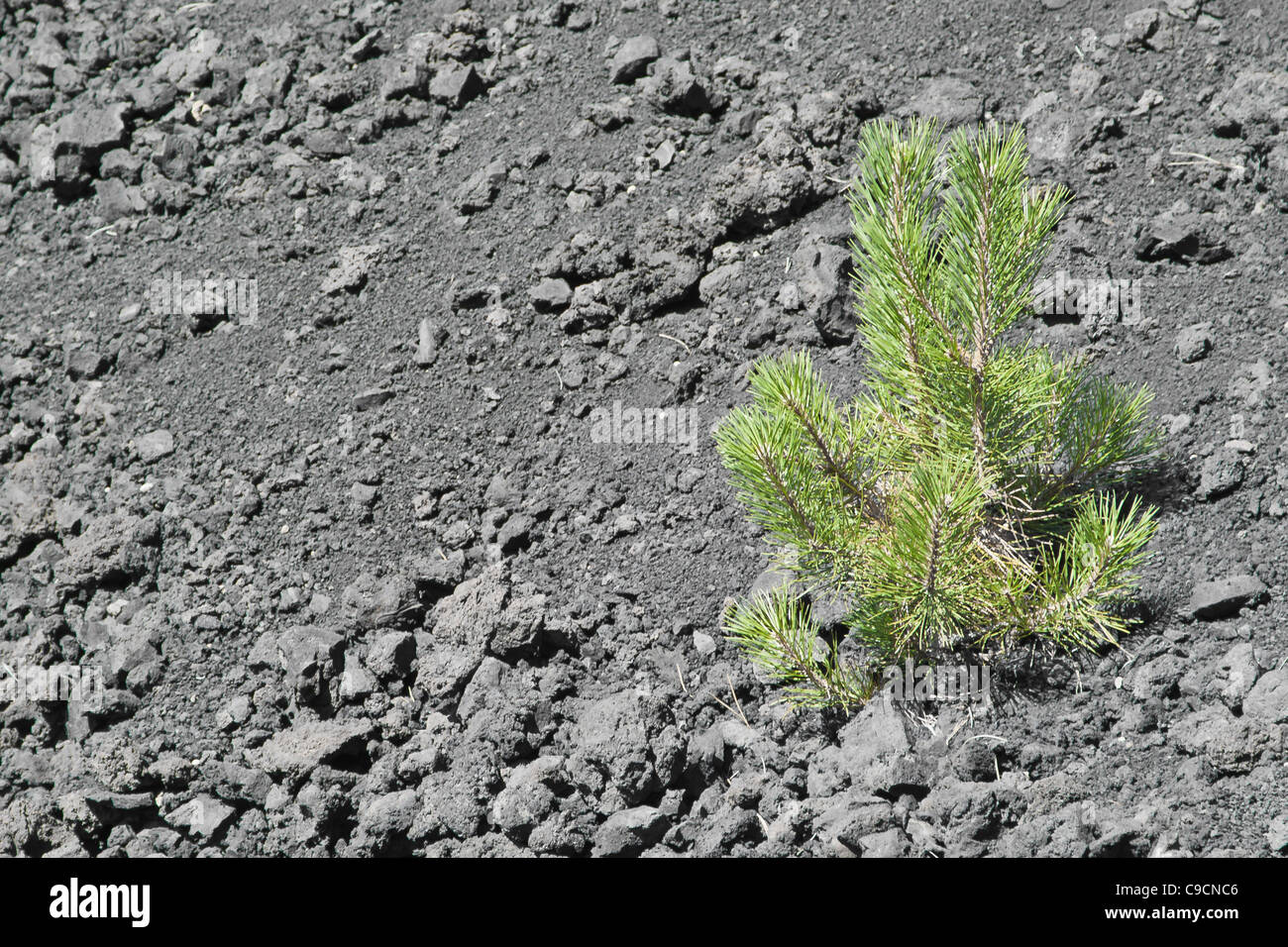 little pine on black stones Stock Photo - Alamy