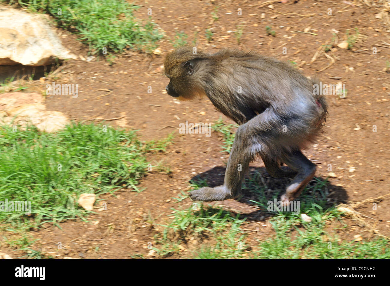Black And White Baboon High Resolution Stock Photography and Images - Alamy
