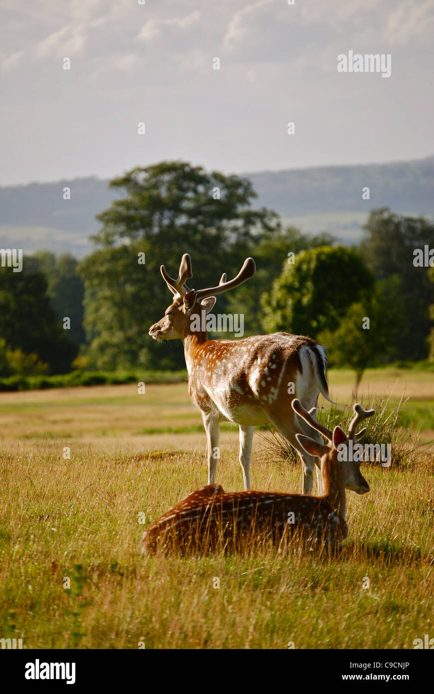 A pair of male fallow deer look out across Knole Park in summer ...
