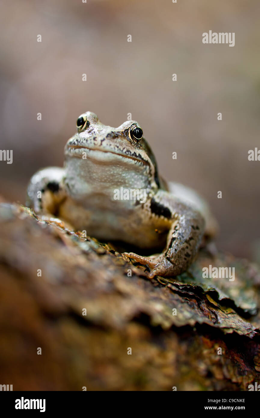 Frog sitting on log at forest. Shallow depth of field Stock Photo - Alamy