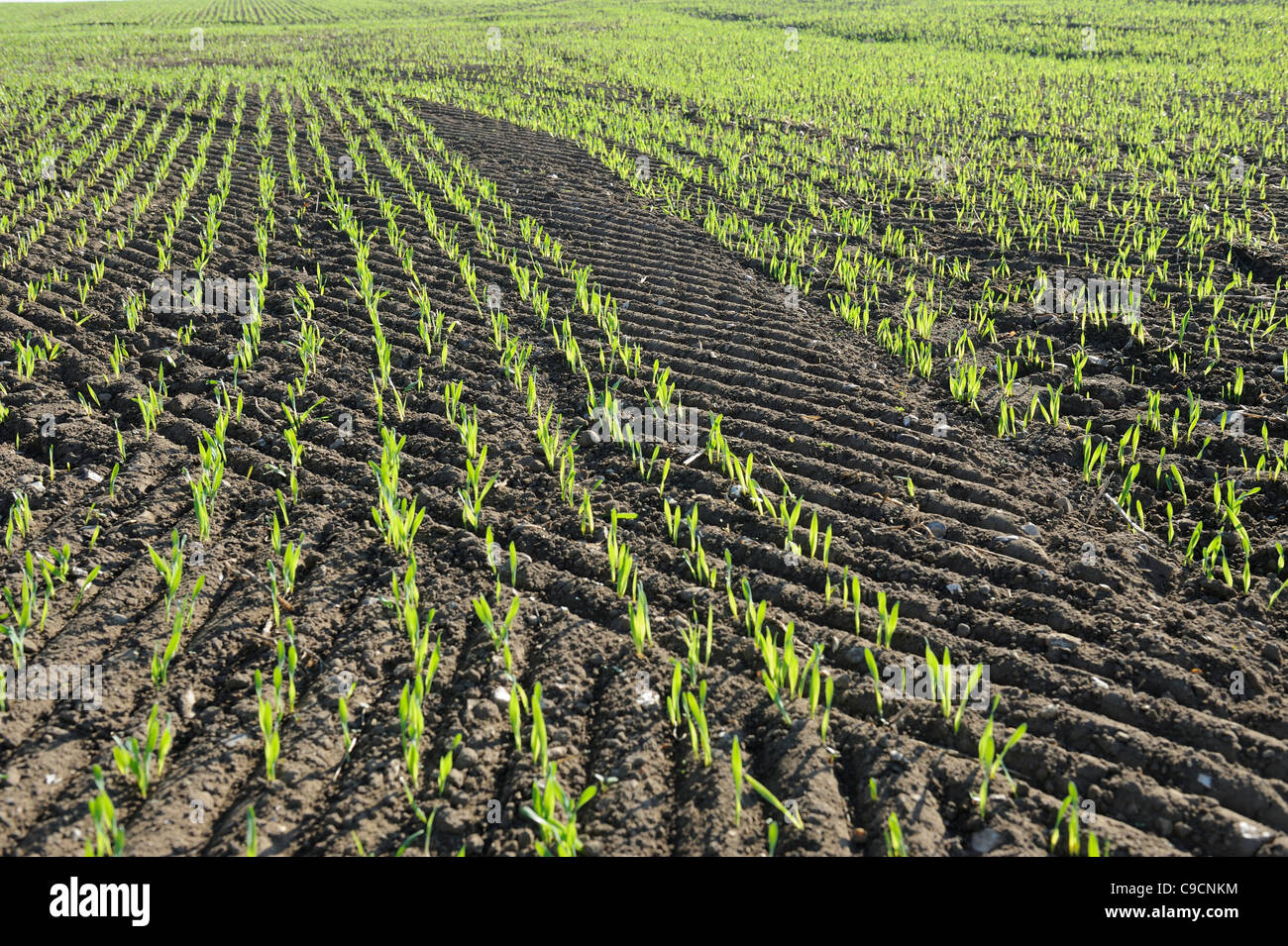 Soil texture shape seed germination hi-res stock photography and images ...