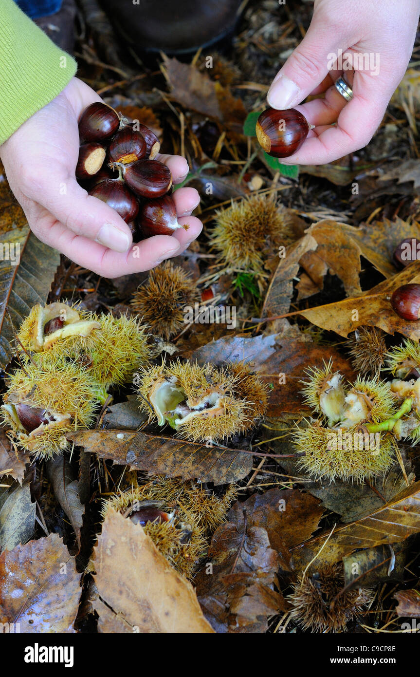 Collecting edible chestnuts, fruit of the sweet chestnut tree, castanea ...