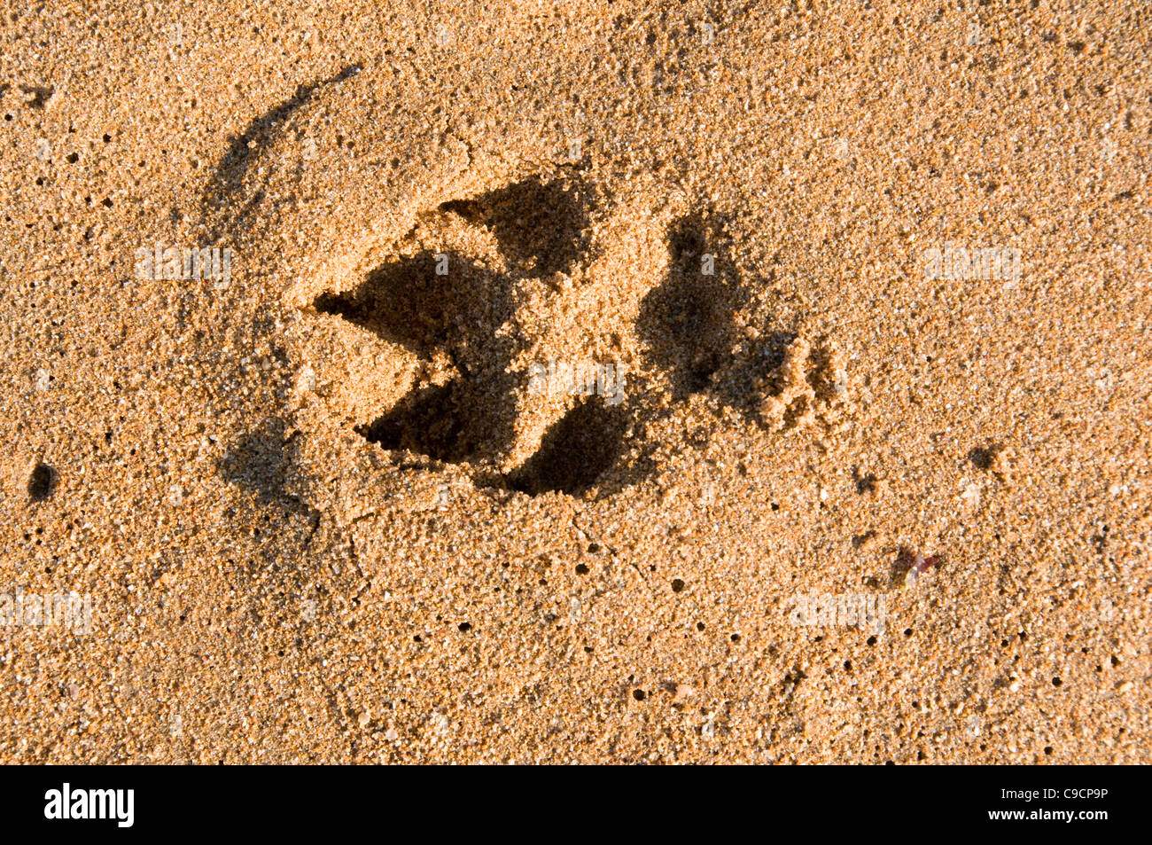 Paw print in sand hi-res stock photography and images - Alamy