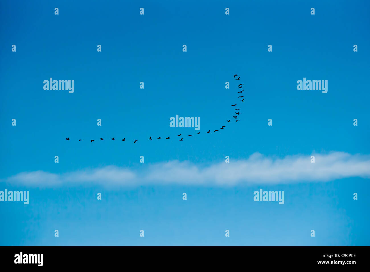 birds blue sky cloud fly Autumn Stock Photo - Alamy