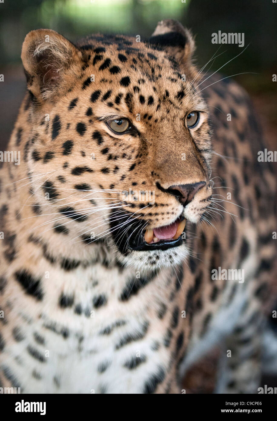 Amur leopard close up hi-res stock photography and images - Alamy