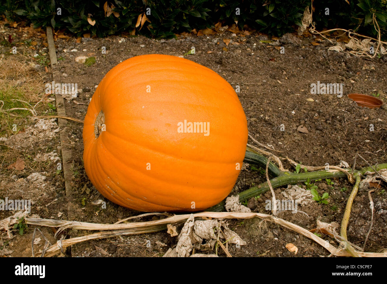 Pumpkin growing on an allotment Stock Photo - Alamy
