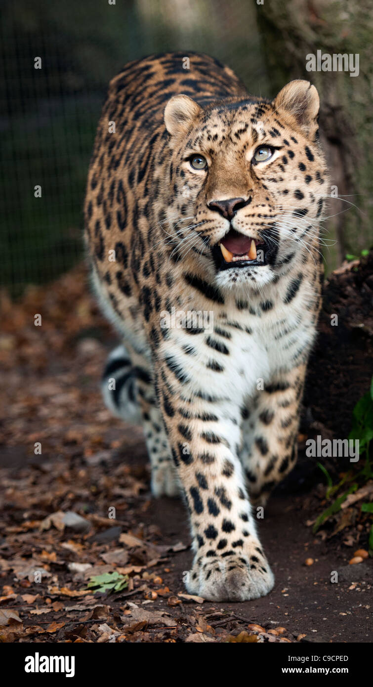 Amur leopard walking camera hi-res stock photography and images - Alamy