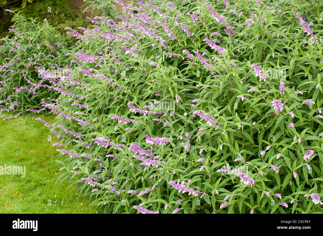 Shrub flower bloom hi-res stock photography and images - Alamy