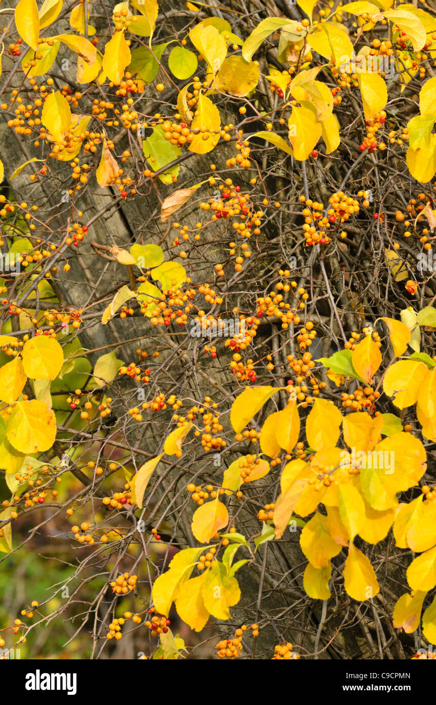 Celastrus hi-res stock photography and images - Alamy