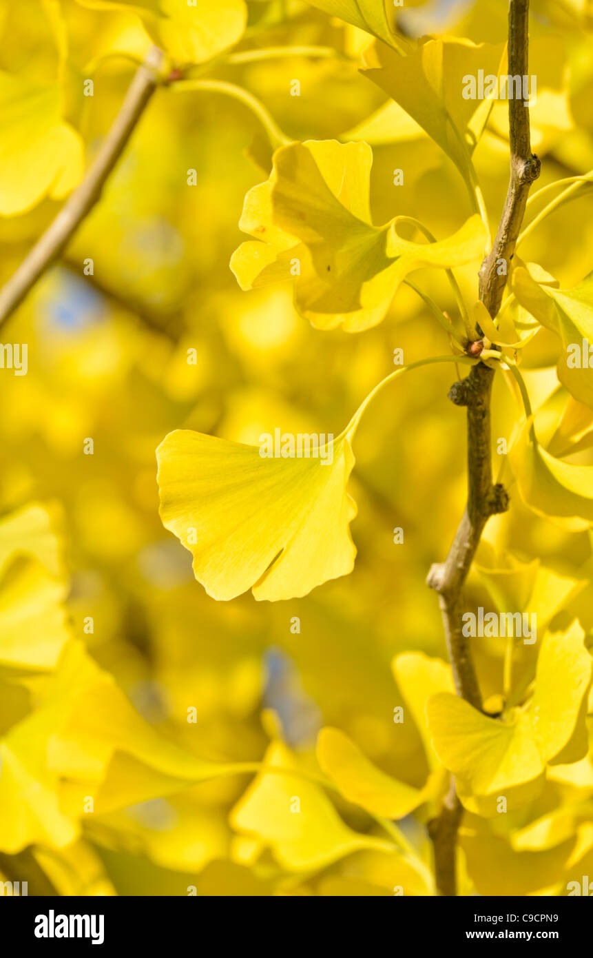 Ginkgo (Ginkgo biloba Stock Photo - Alamy