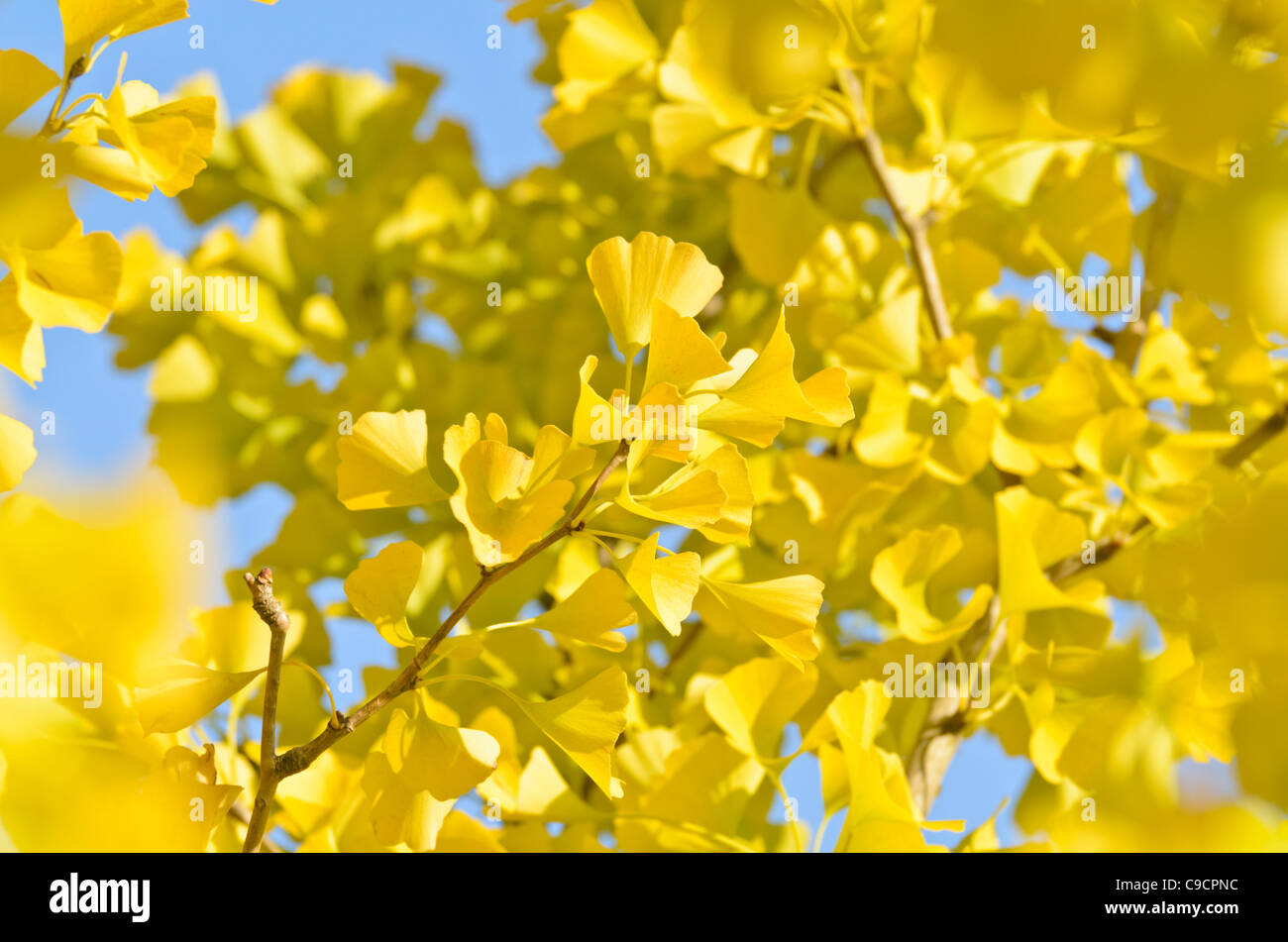 Ginkgo (Ginkgo biloba Stock Photo - Alamy
