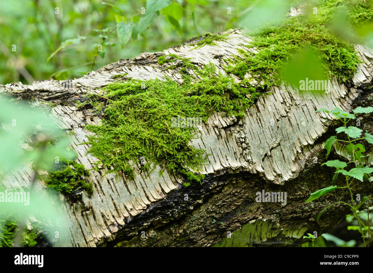 Dead moss hi-res stock photography and images - Alamy