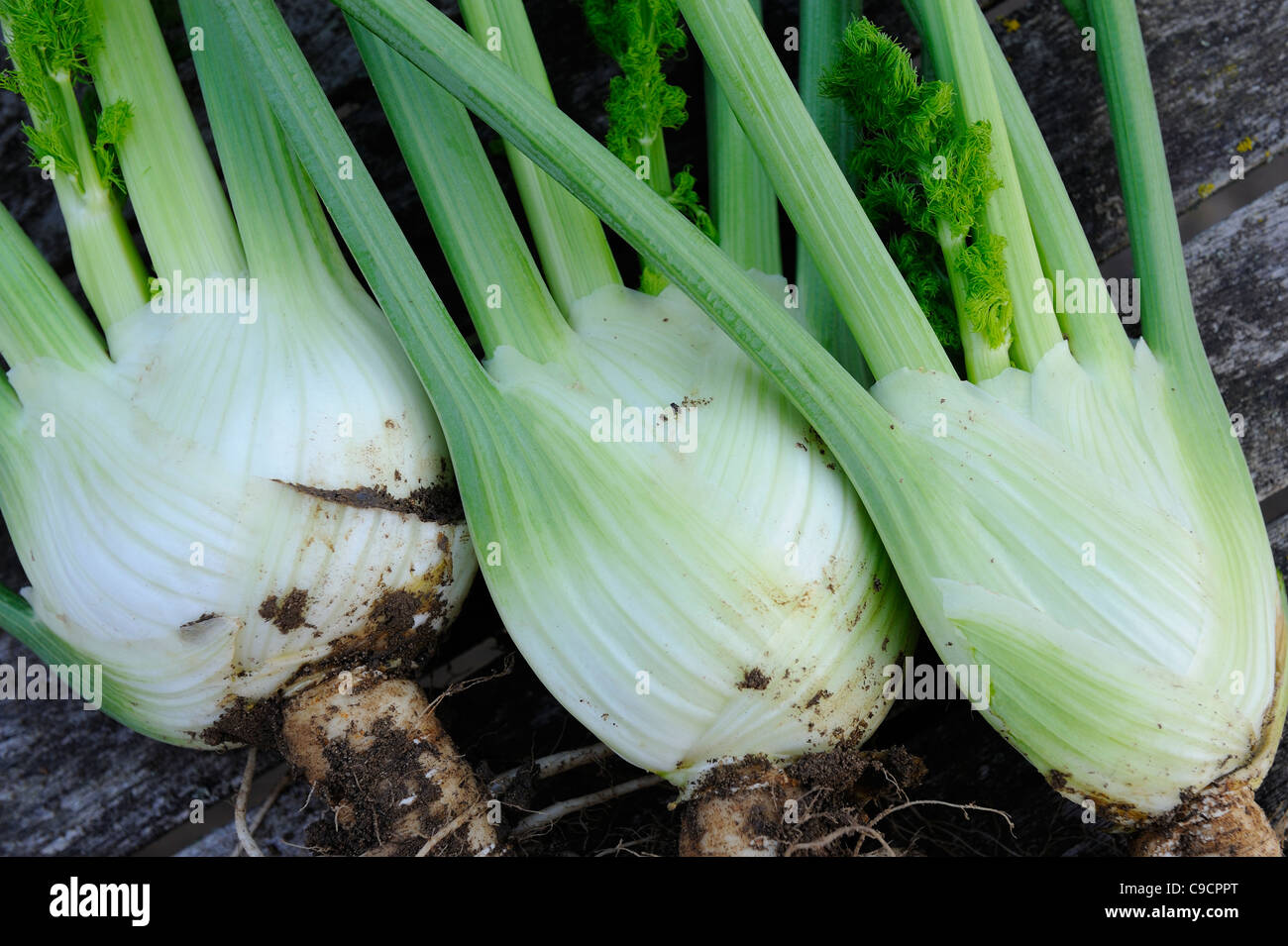 Florence fennel hi-res stock photography and images - Alamy