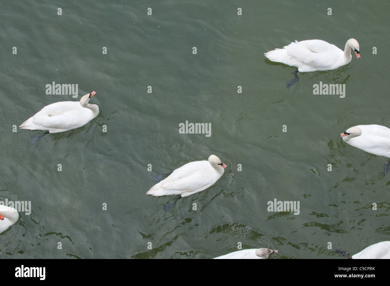 Swans swimming hi-res stock photography and images - Alamy