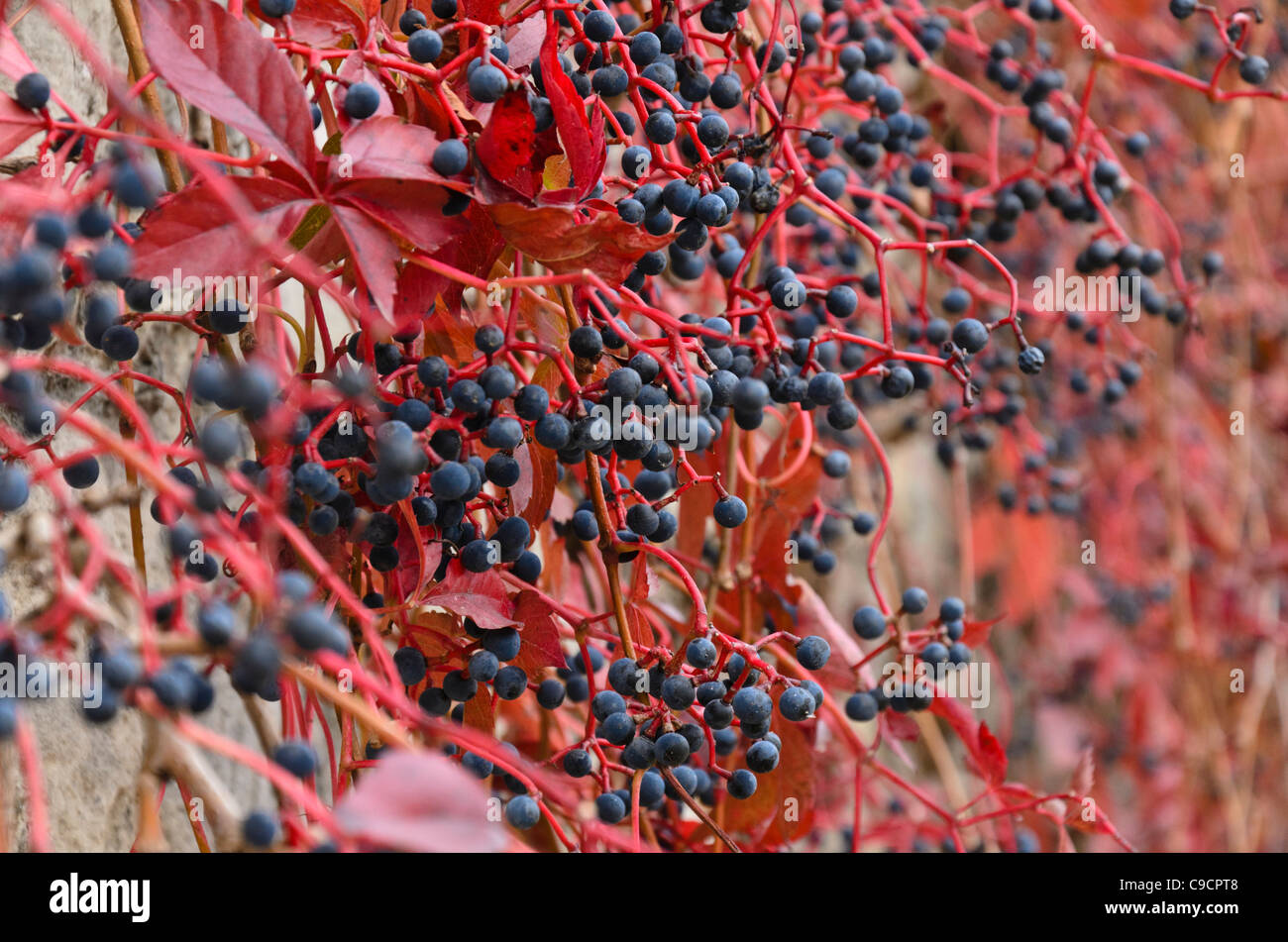Virginia creeper (Parthenocissus quinquefolia Stock Photo - Alamy