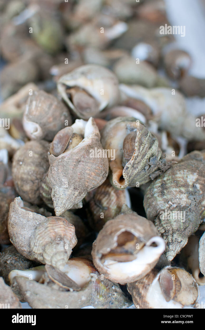 Whelks shells hi-res stock photography and images - Alamy