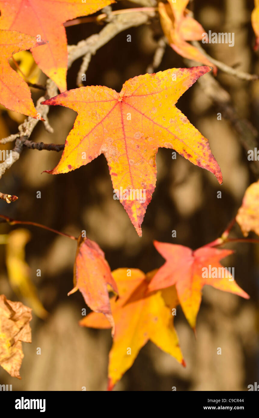 Liquidambar styraciflua autumn hi-res stock photography and images - Alamy