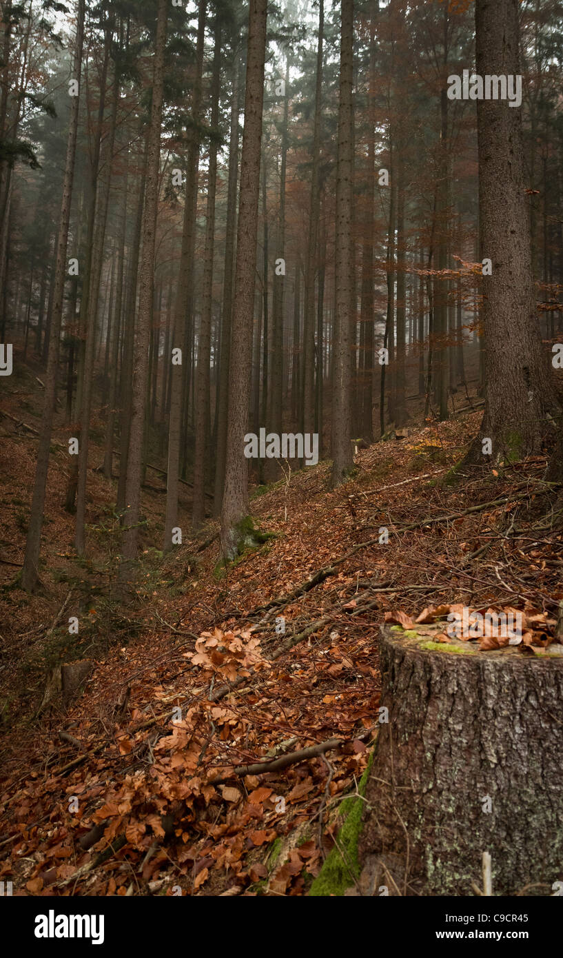 german forest with orange leaves in autumn Stock Photo - Alamy