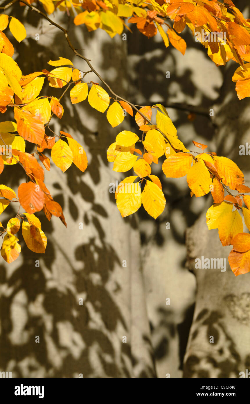 Common beech (Fagus sylvatica Stock Photo - Alamy