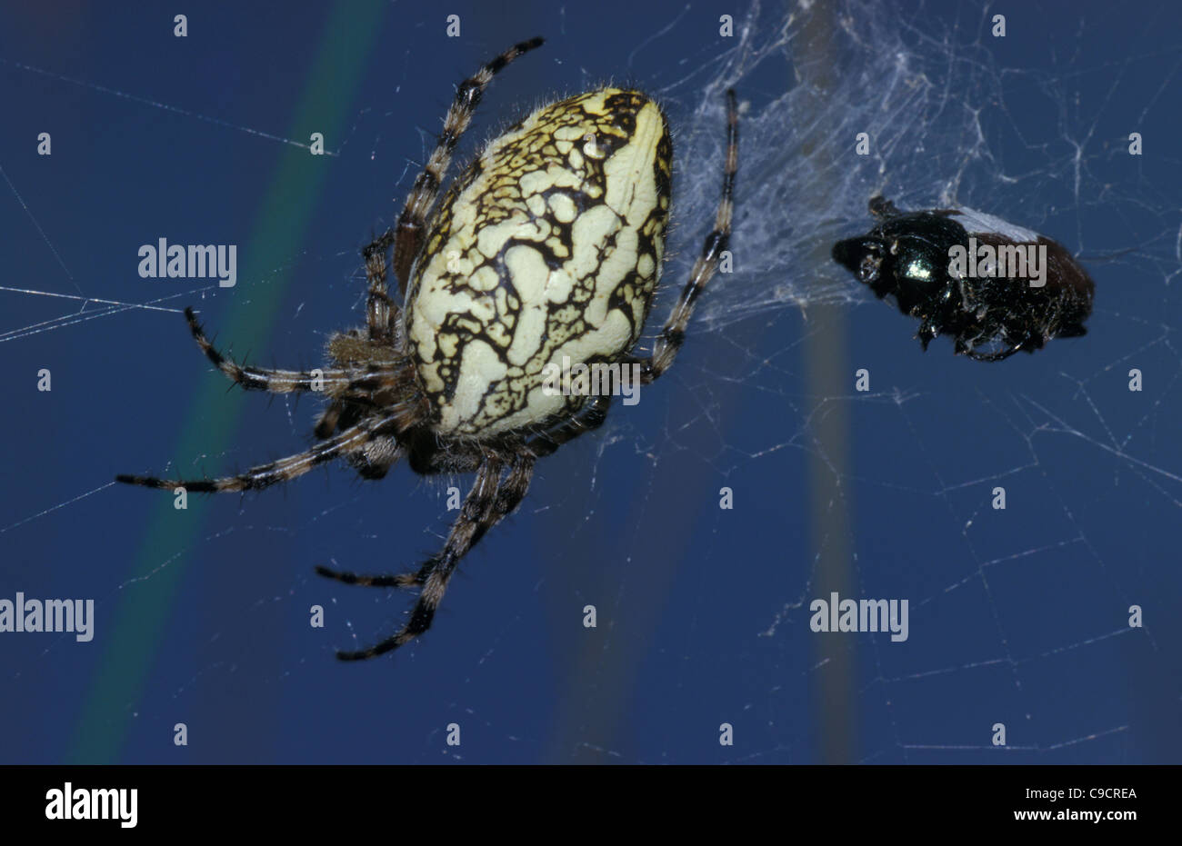 The oak spider aculepeira ceropegia hi-res stock photography and images ...