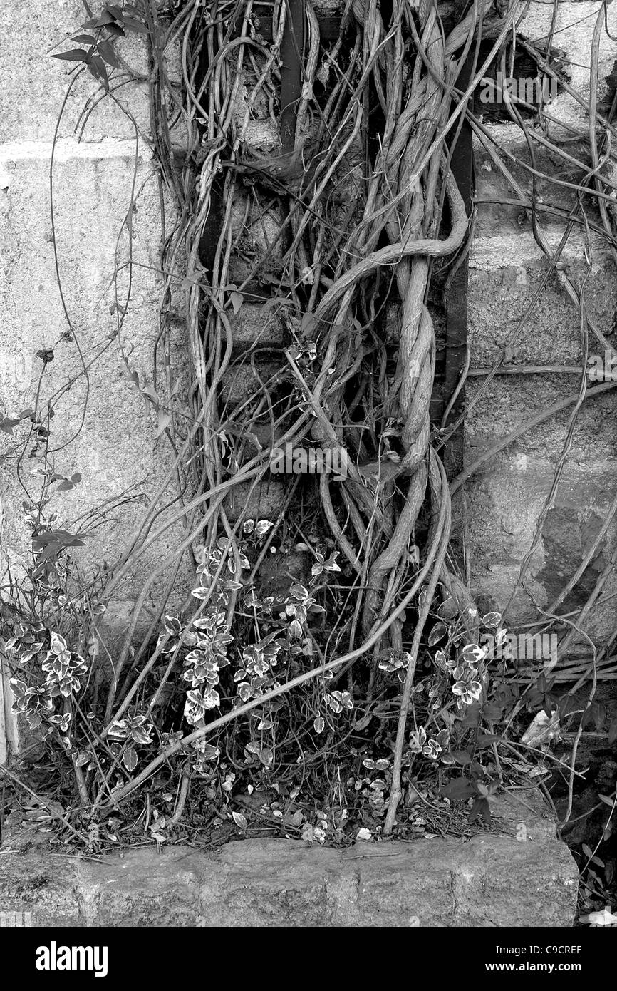B&W Tangled roots, flowers, stone wall, growing, twisted Stock Photo ...