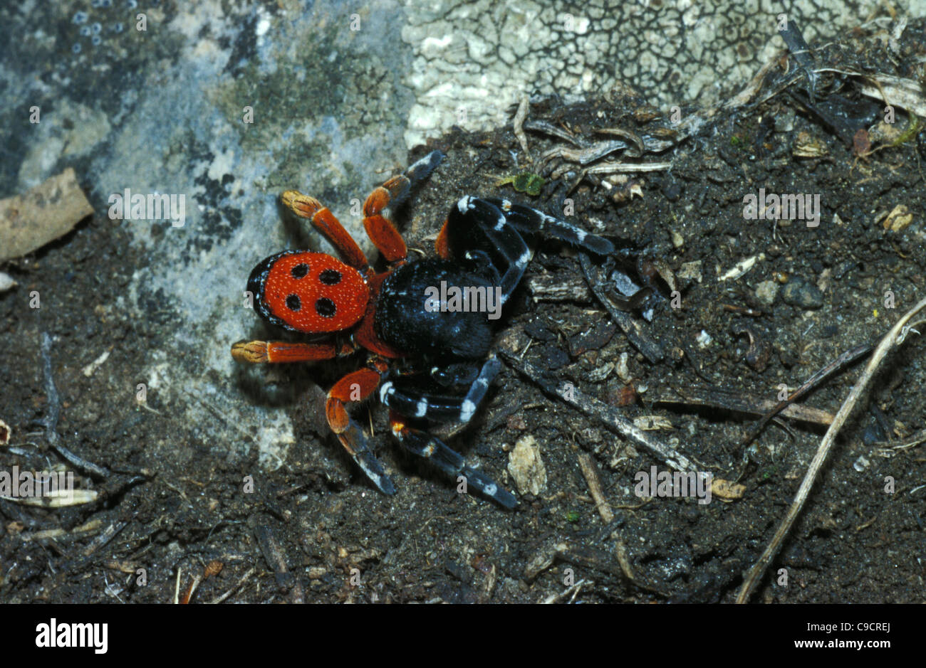 Velvet Spider Stock Photos & Velvet Spider Stock Images - Alamy
