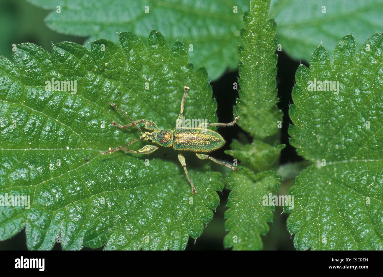 Silver green leaf weevil (Phyllobius argentatus), Czechia Stock Photo ...
