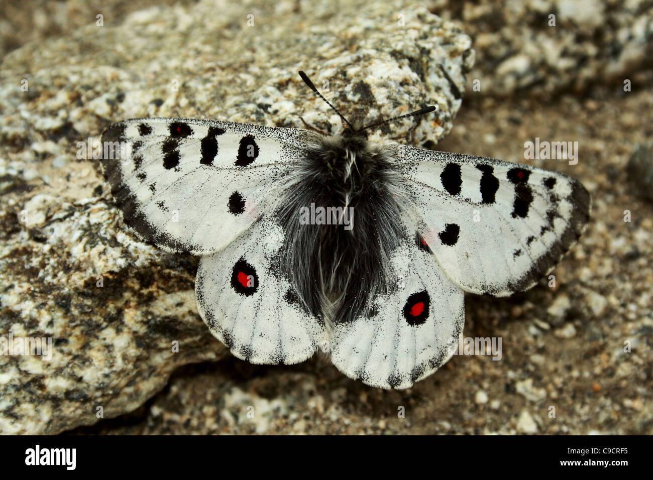Snow Apollo Butterfly, Parnassius davydovi, Kyrgyzstan Stock Photo - Alamy