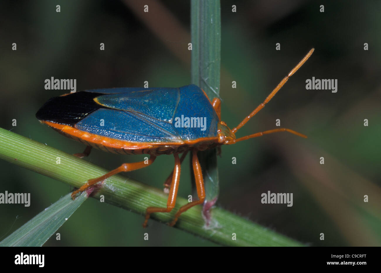 Blue Bug, Mexico, rainforest in Chiapas Stock Photo - Alamy