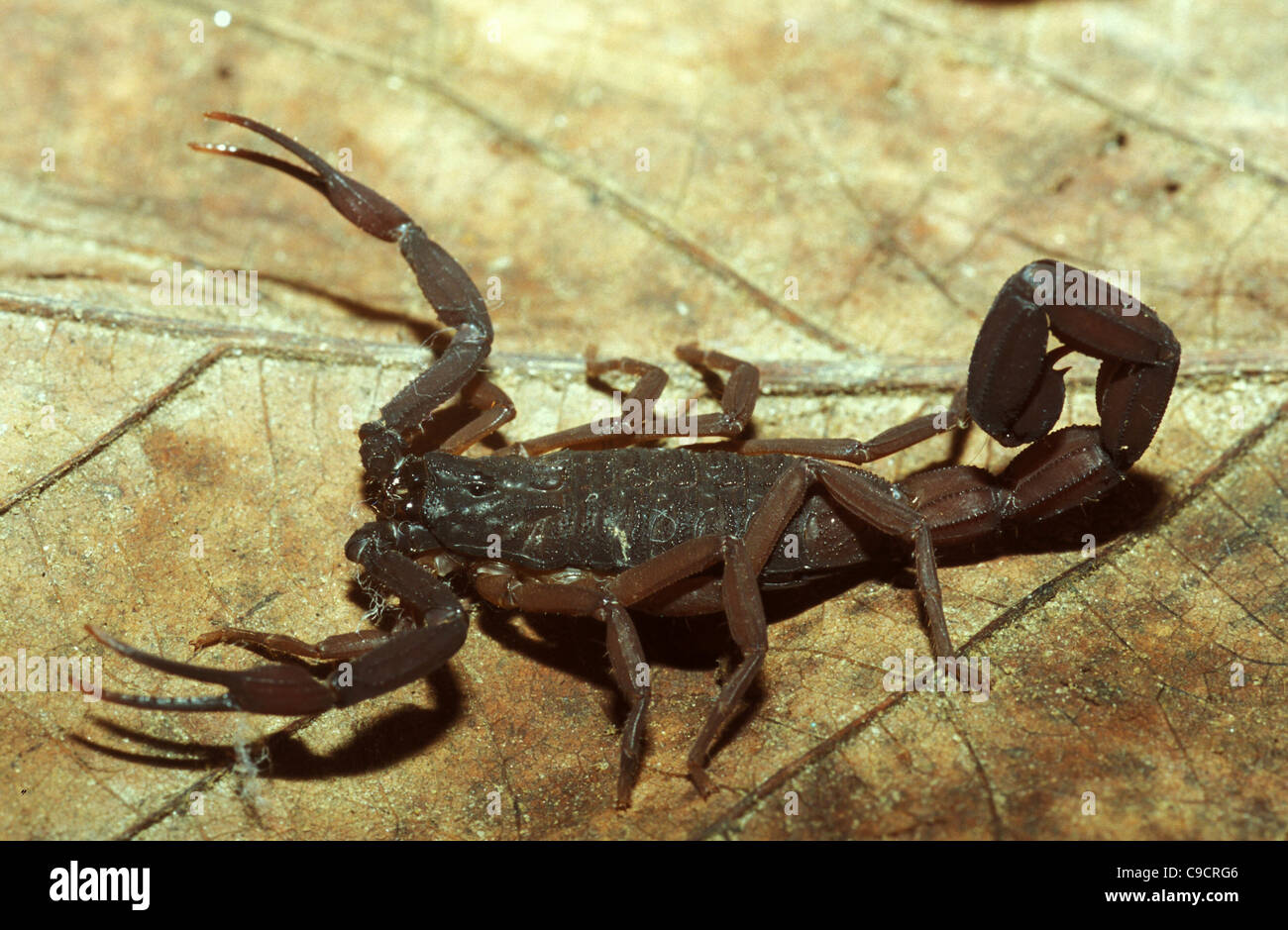 Brown Bark Scorpion, Centruroides gracilis, Guatemala Stock Photo - Alamy