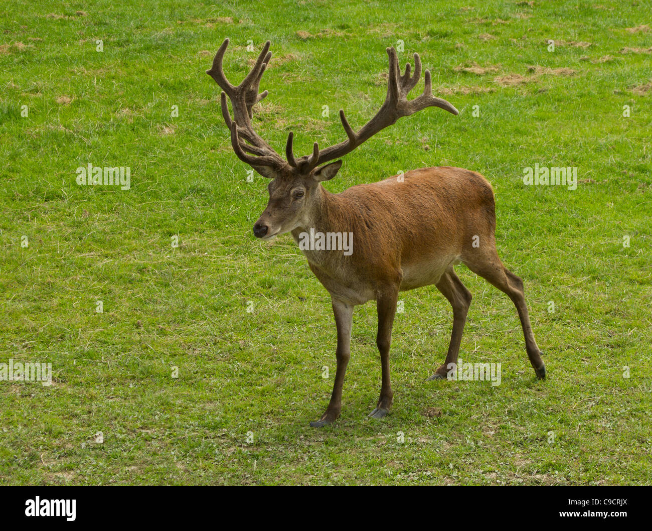 Captive Red Deer at British Wildlife Centre Surrey UK in July with ...